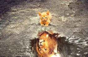 Kāpēc gaiļi dzied rītausmā? Zinātnieki meklē atbildes uz senu mīklu ...