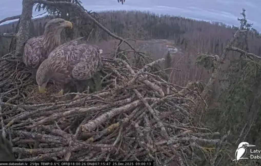 Ziemassvētku Rīts Durbē: Jūras Ērgļu Pāris Milda un Zorro Turpina ...